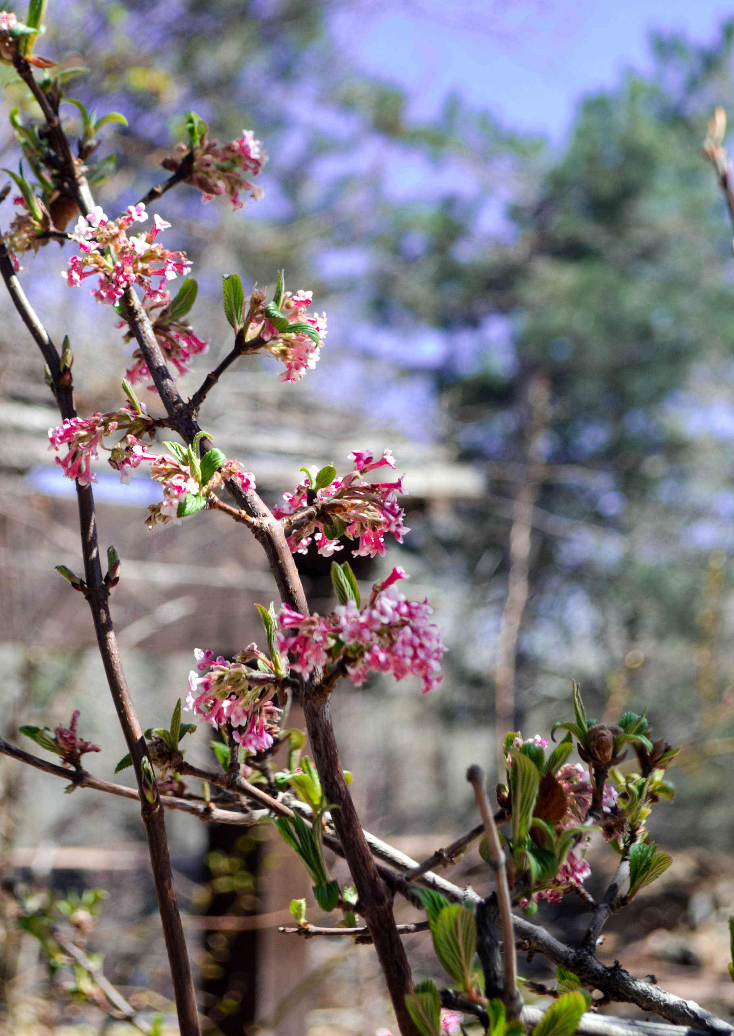 Garden Spotlight Articles | Horticultural Art Society