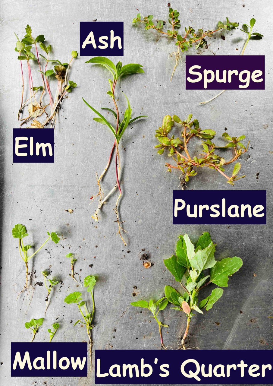 Horticultural Art Society | Cultivating beautiful public gardens that ...