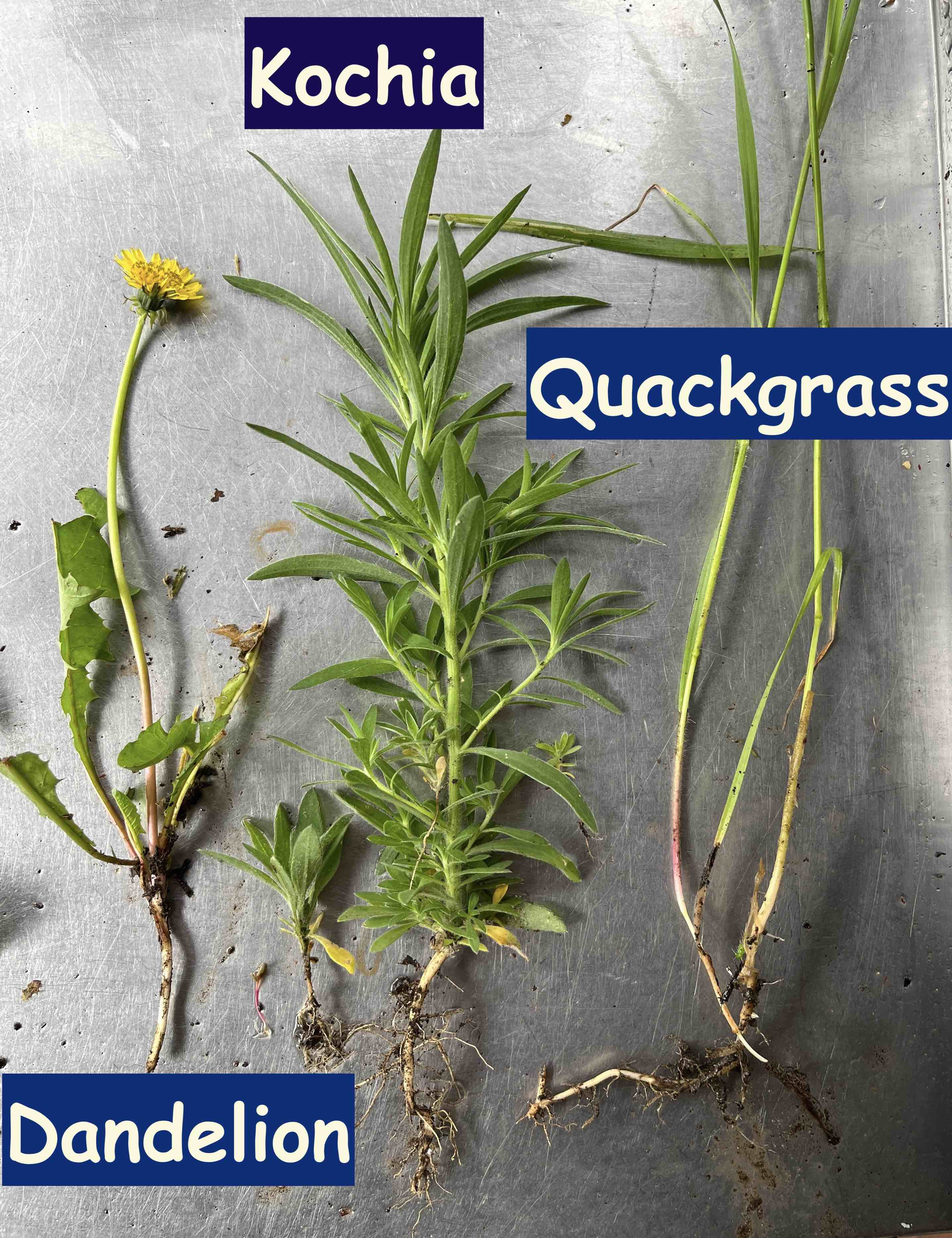 Horticultural Art Society | Cultivating beautiful public gardens that ...